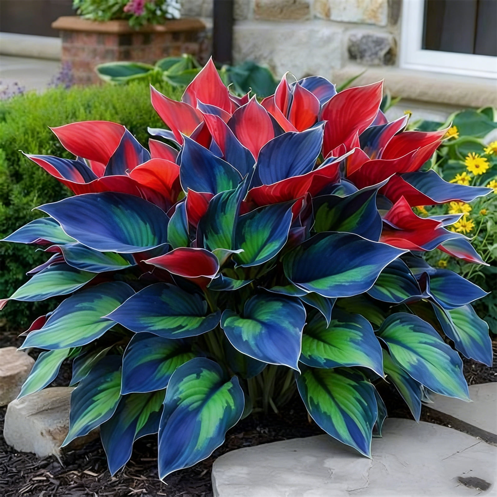 Hosta-Growing bulbs-Balcony garden decoration-Blooms every year-Premium ...