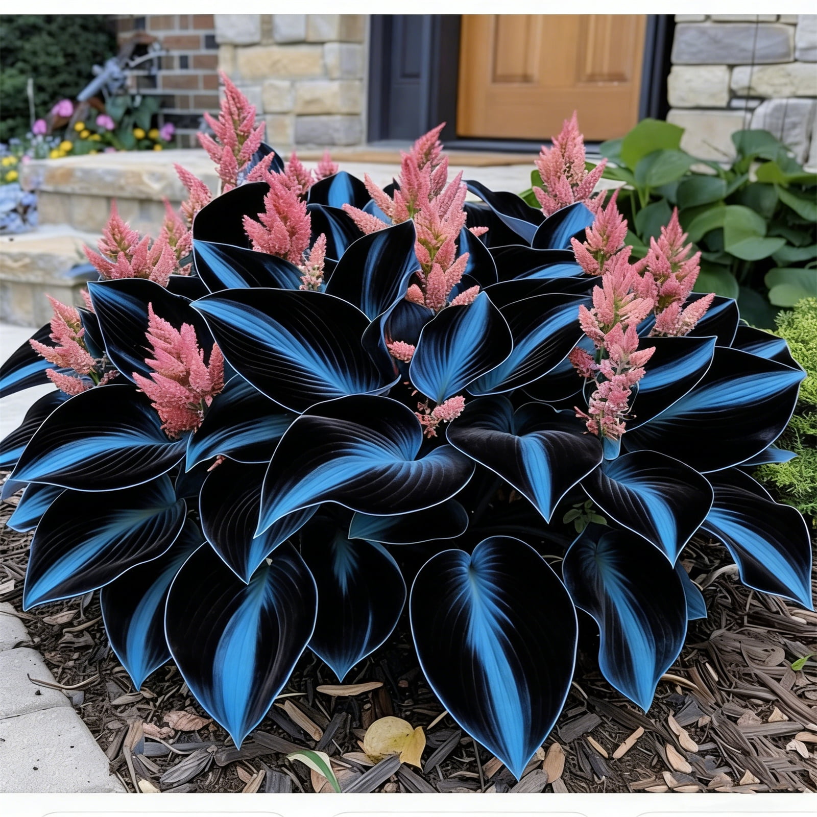 Hosta-Growing bulbs-Balcony garden decoration-Blooms every year-Premium ...