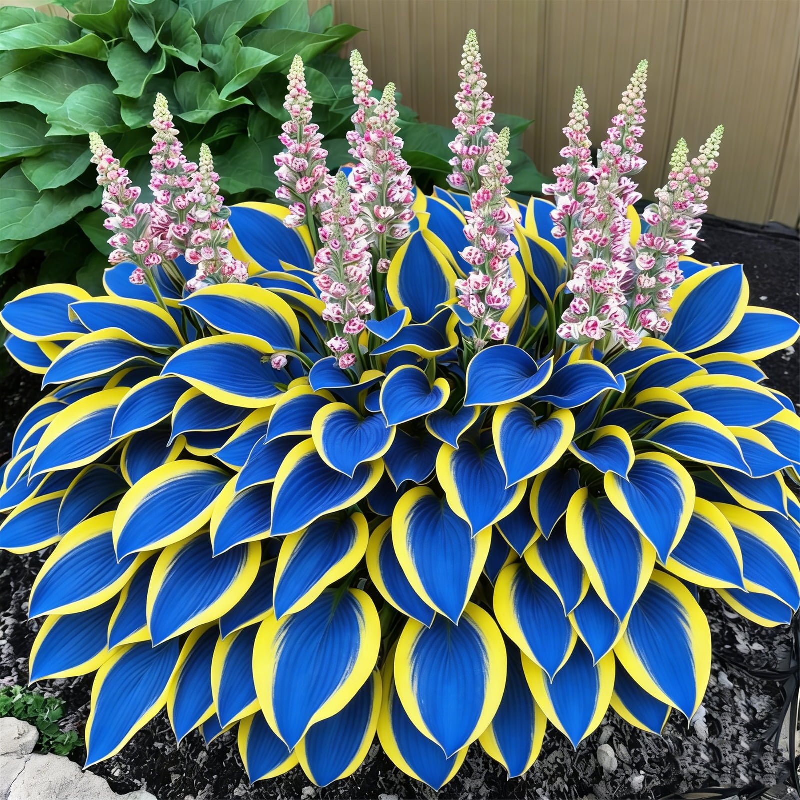 Hosta-Growing bulbs-Balcony garden decoration-Blooms every year-Premium ...