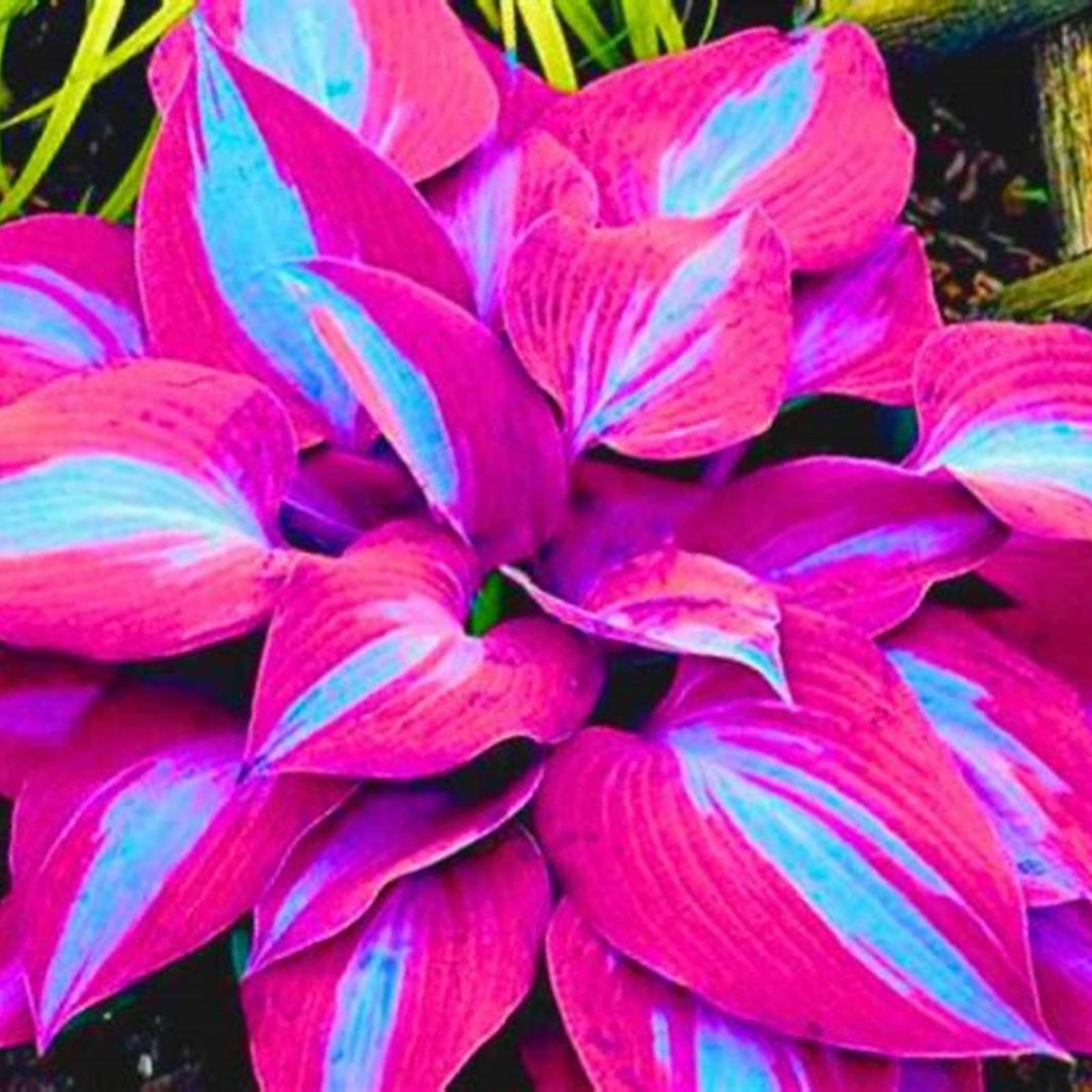 Hosta Highly Adaptable Suitable for All Seasons Tropical Plants Gift for Plant Beautiful Garden ...