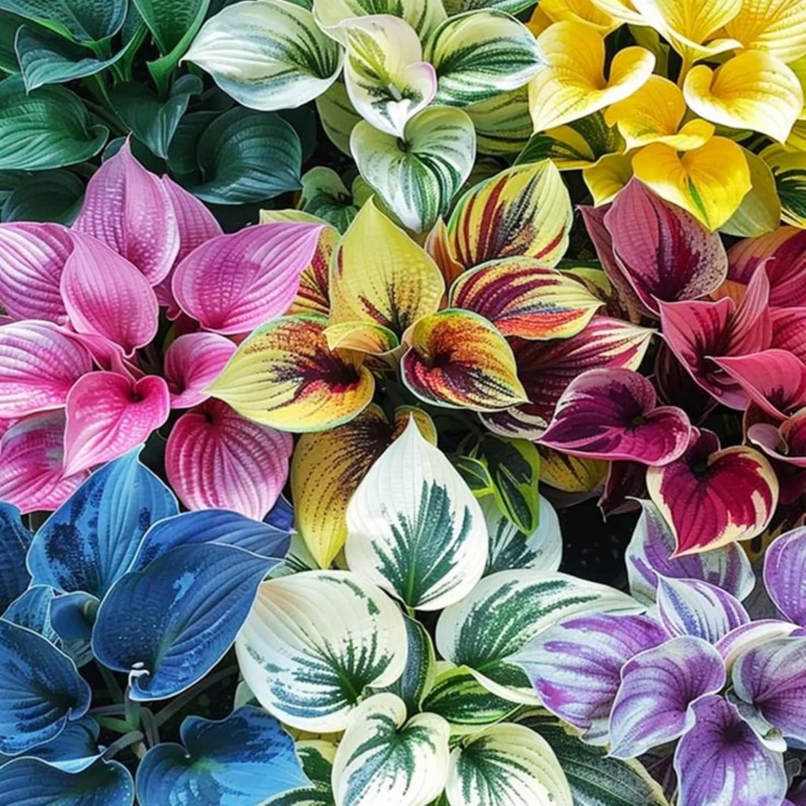 Hosta Highly Adaptable Suitable for All Seasons Tropical Plants Simple ...