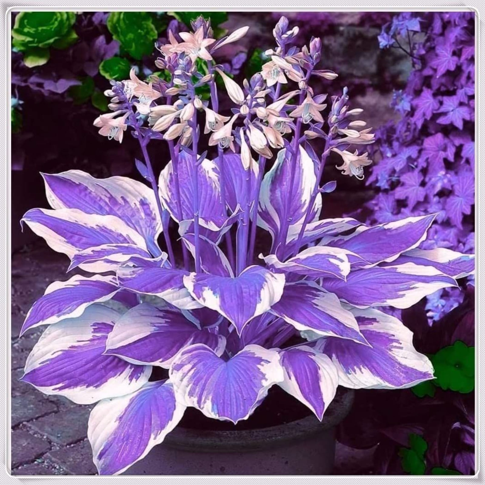 Hosta Highly Adaptable Suitable for All Seasons Tropical Plants Simple ...