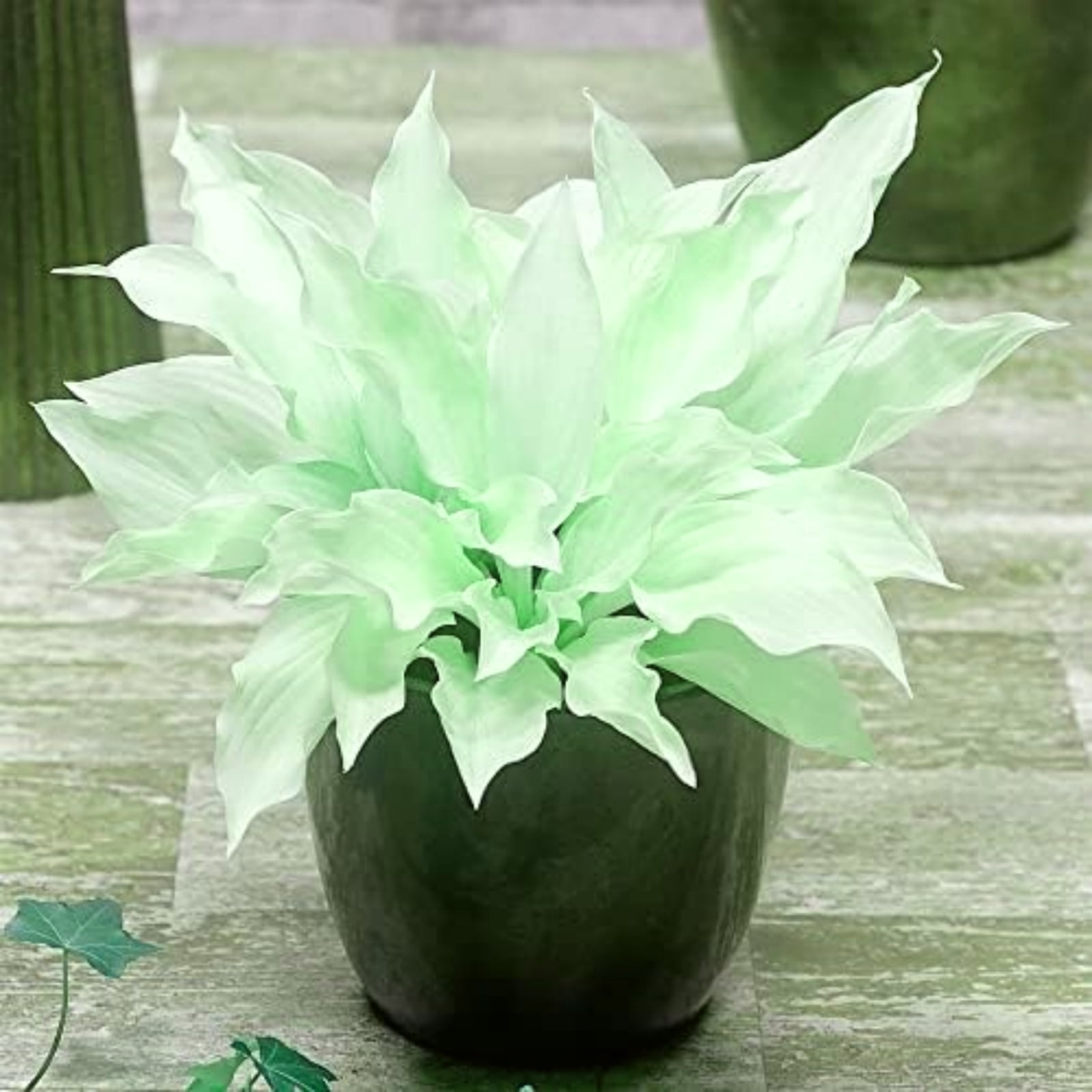 Hosta/Home Garden Decoration Bright for Planting Perennials Bulbs for ...