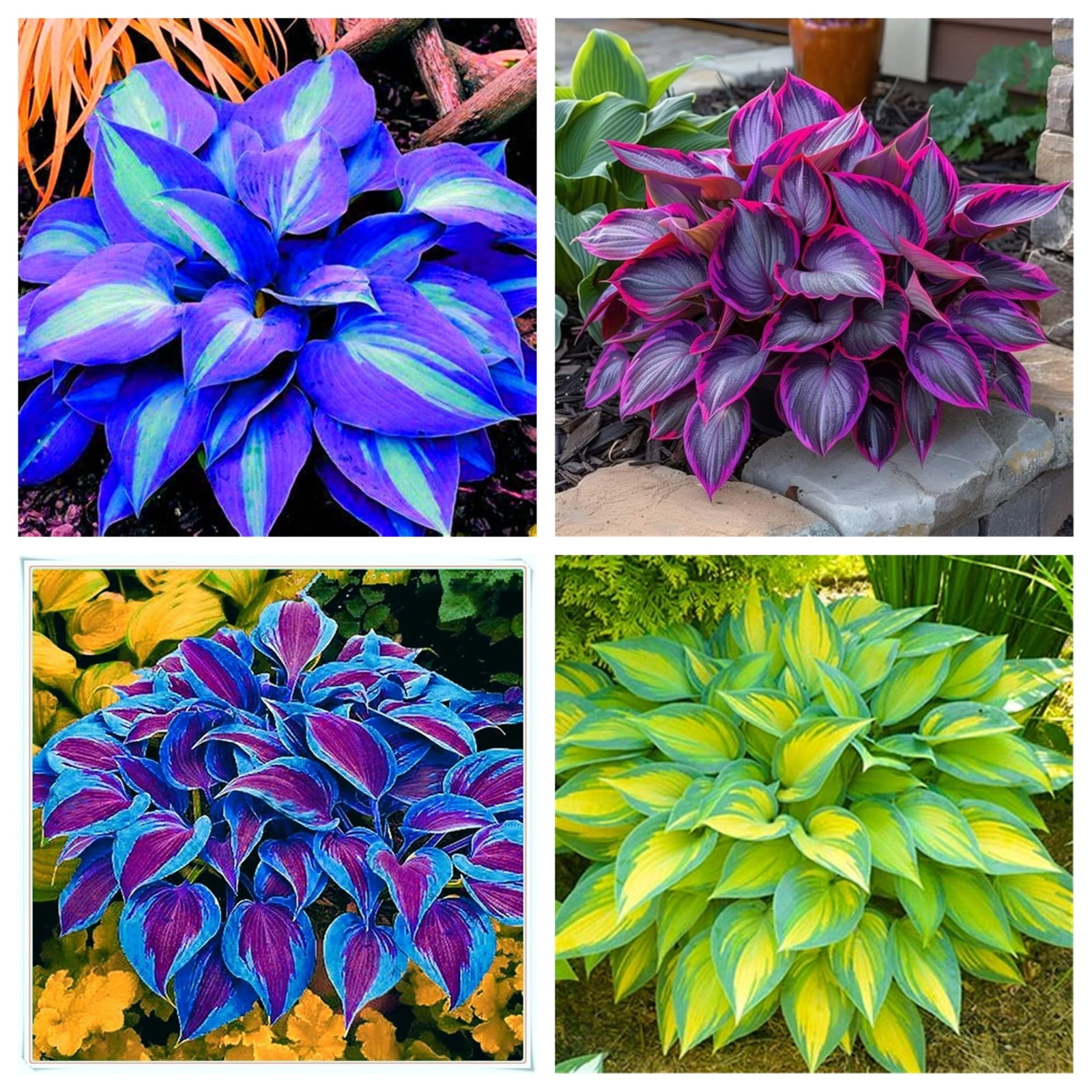 Hosta,Home Garden Decoration Bright for Planting Perennials Bulbs for ...