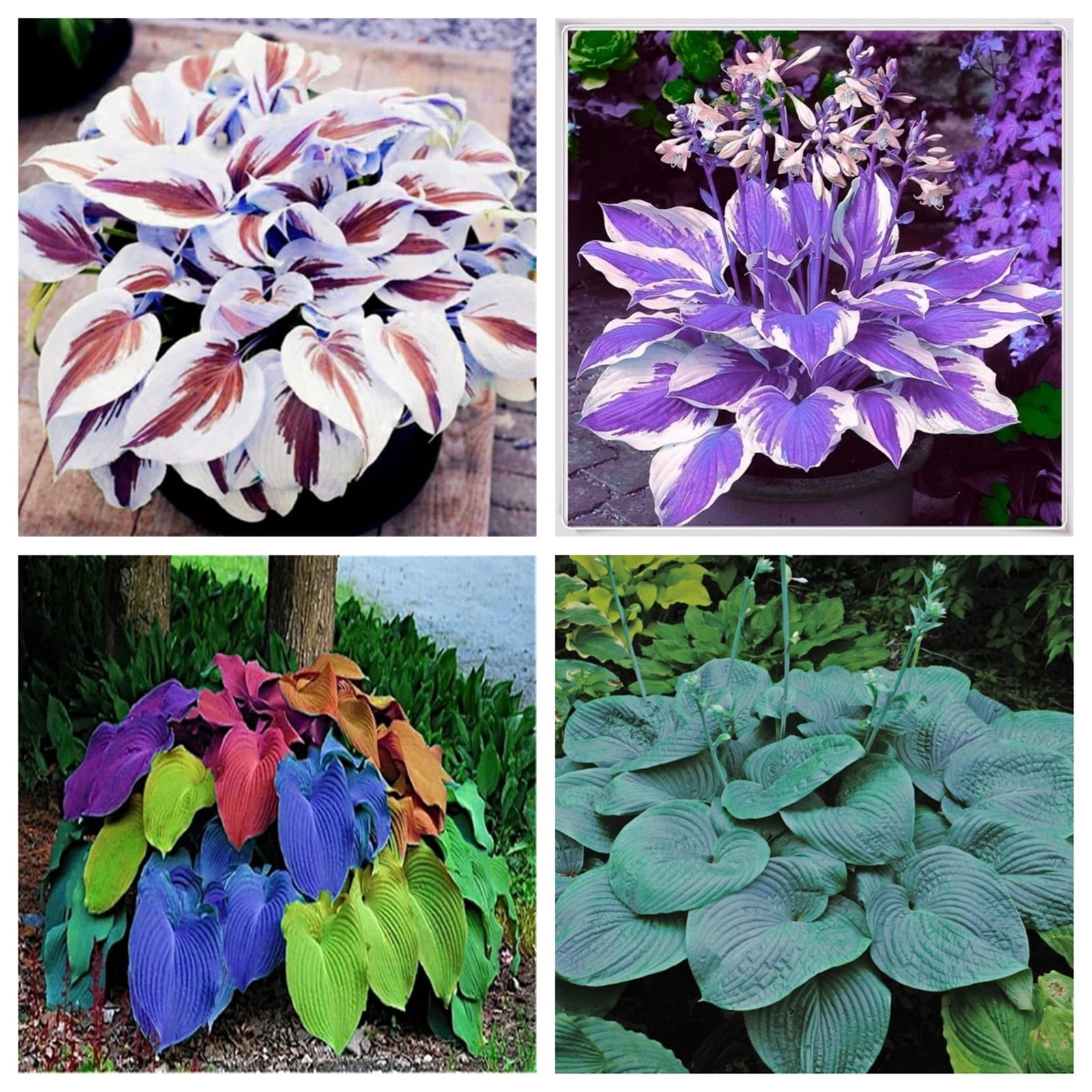 Hosta,Home Garden Decoration Bright for Planting Perennials Bulbs for ...