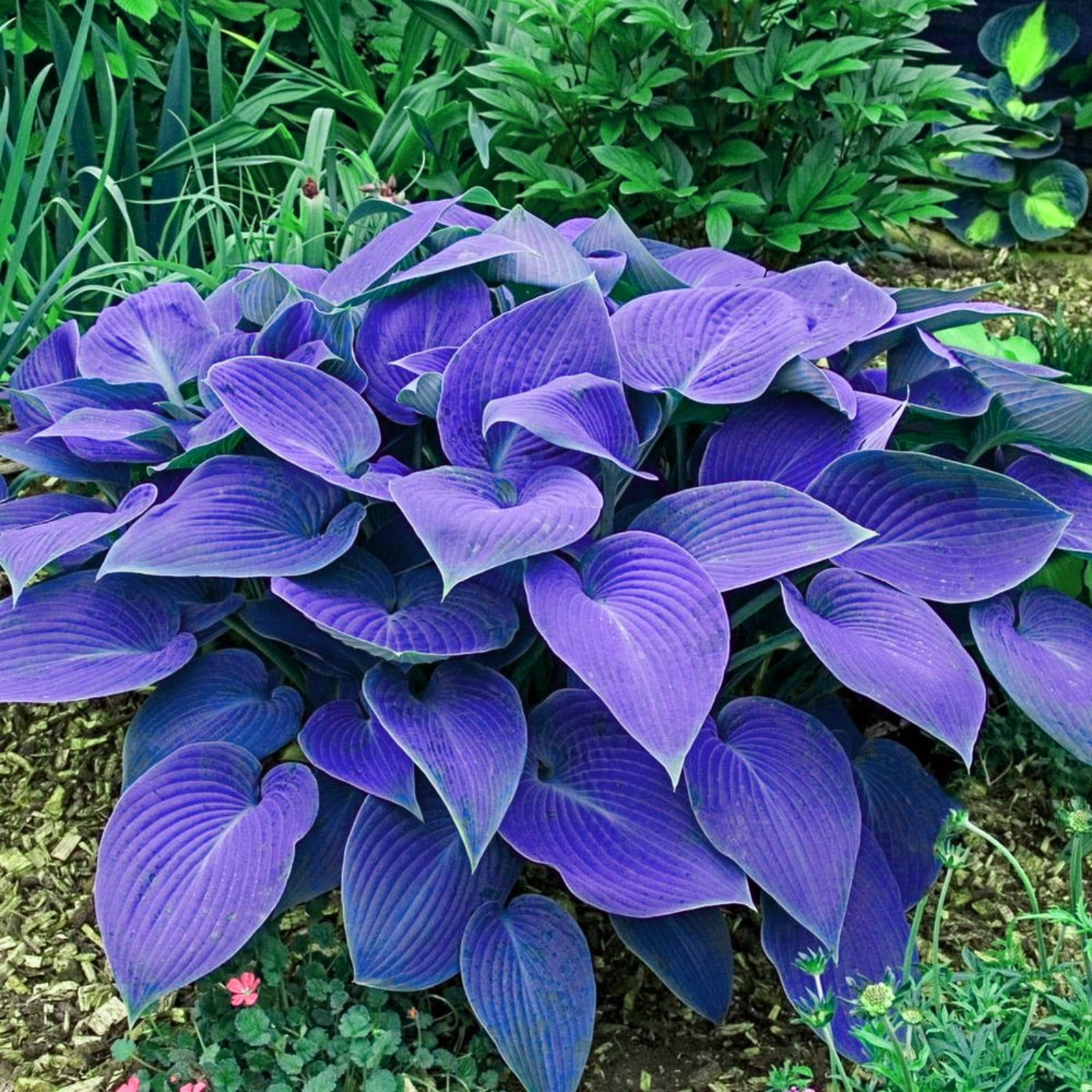 Hosta/Home Garden Decoration Bright for Planting Perennials Bulbs for ...