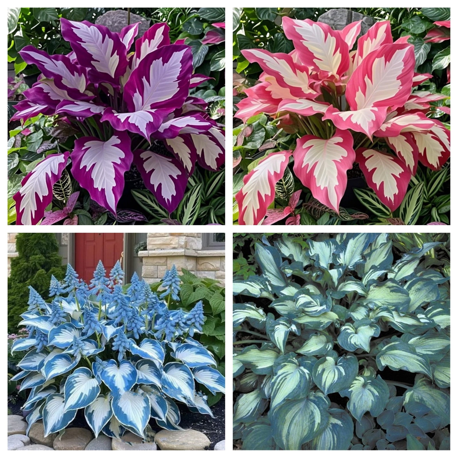 Hosta,Home Garden Decoration Bright for Planting Perennials Bulbs for ...