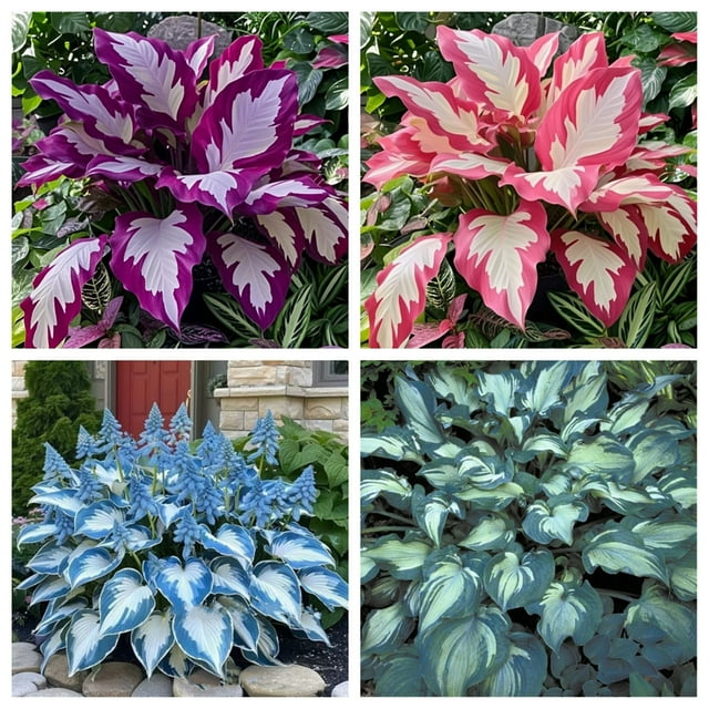 Hosta,Home Garden Decoration Bright for Planting Perennials Bulbs for ...