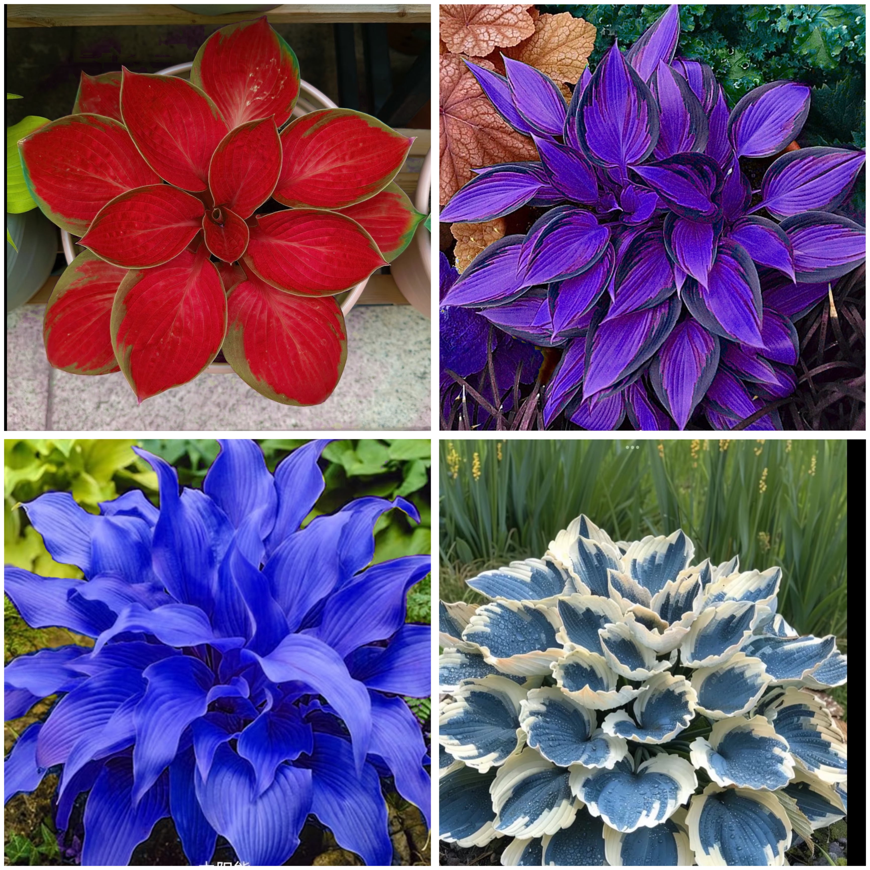 Hosta，Home Garden Decoration Bright for Planting ,lovely - Walmart.com