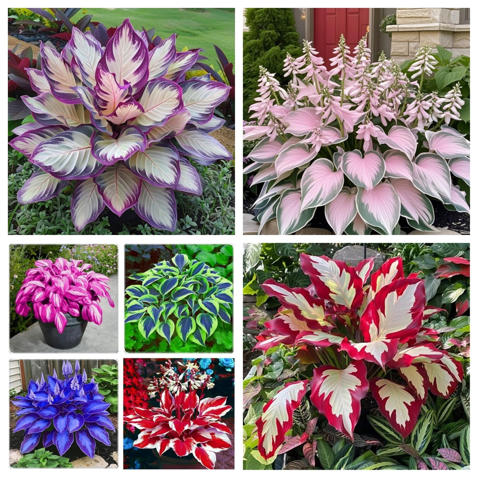 Hosta，Home Garden Decoration Bright for Planting - Walmart.com