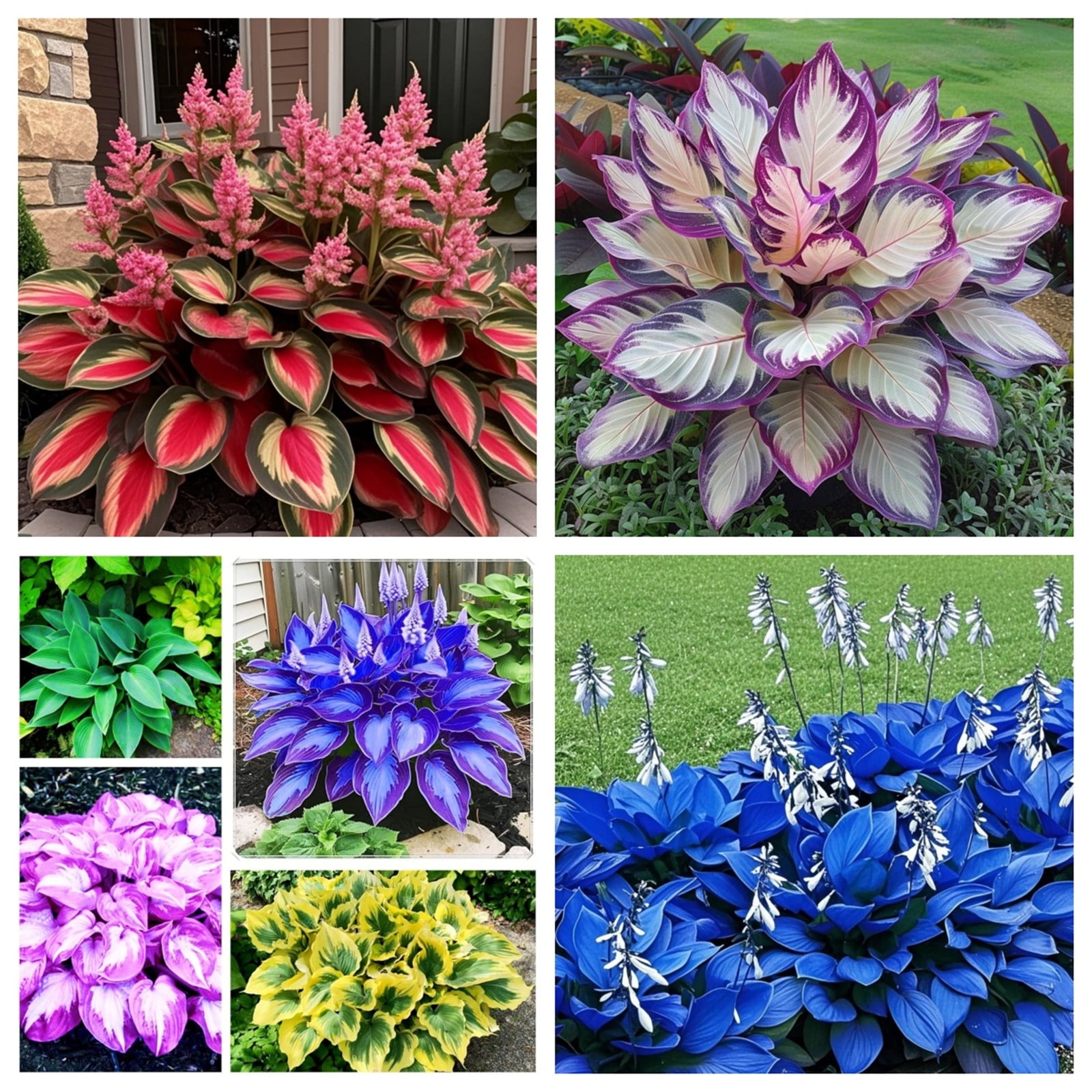Hosta，Home Garden Decoration Bright for Planting - Walmart.com
