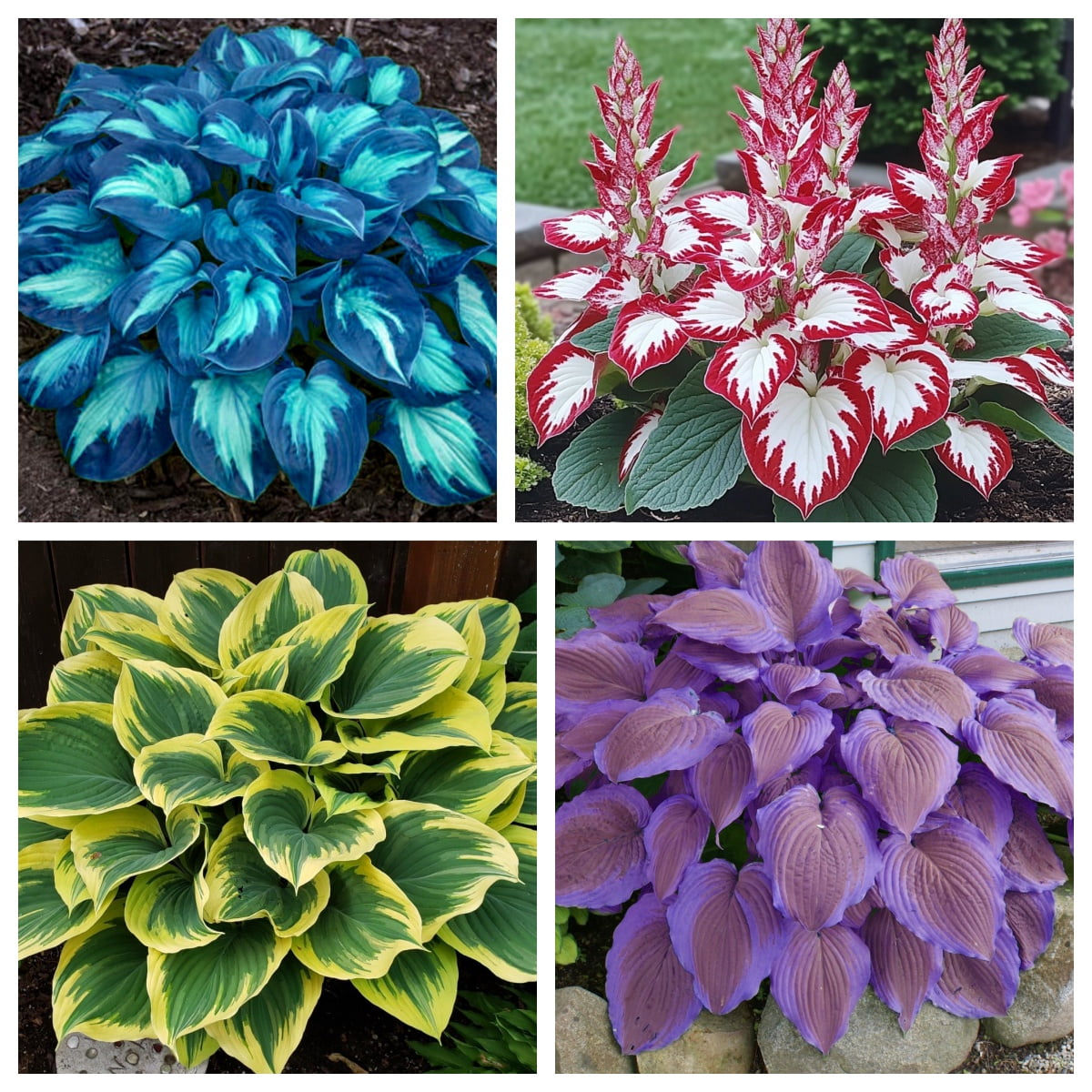 Hosta--Hosta Bulbs--Home Garden Decoratio - Walmart.com