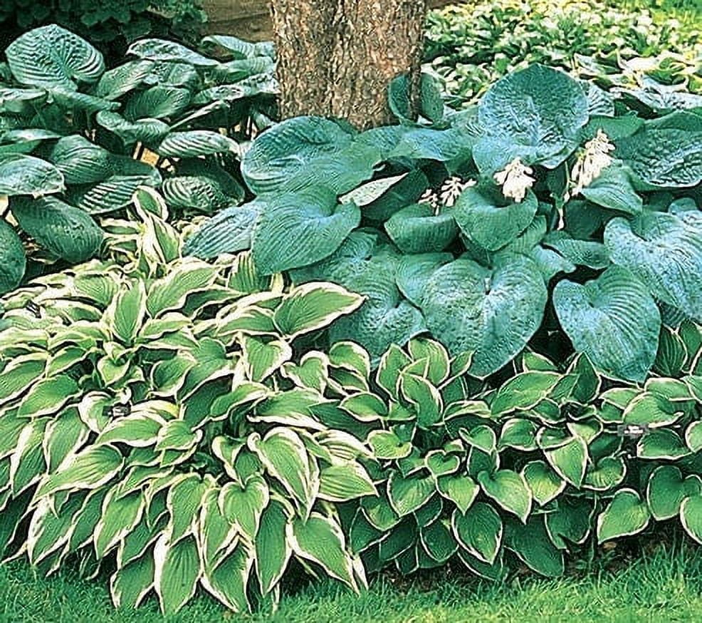 Hosta Mixed Variety (5 Bare Roots) - Flourishing Venture - Walmart.com