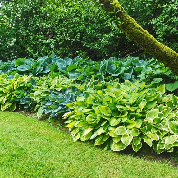 Hosta Mix Hardy Fragrant Live Outdoor Perennial Plants, 8-Pack Dormant ...