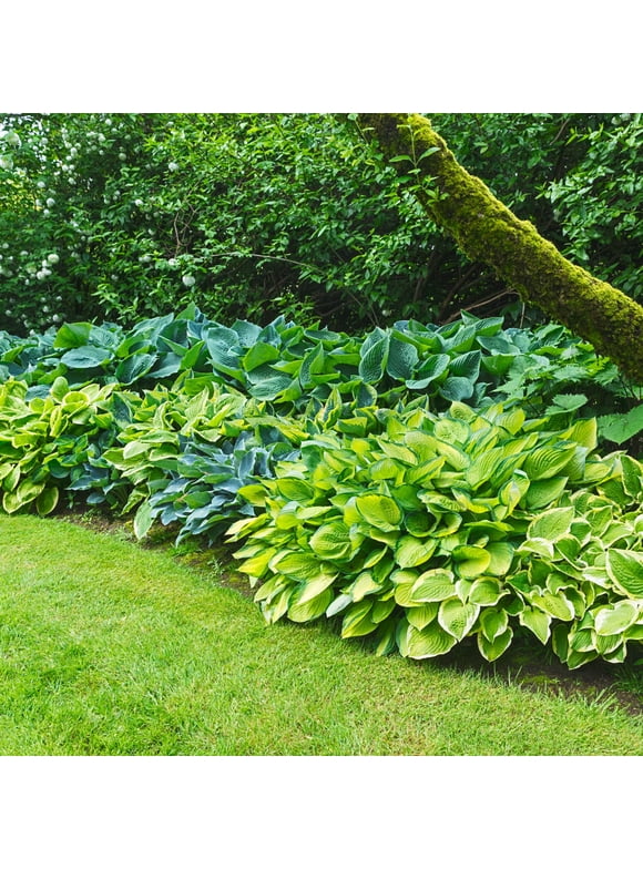 Hosta Plants in Perennials - Walmart.com