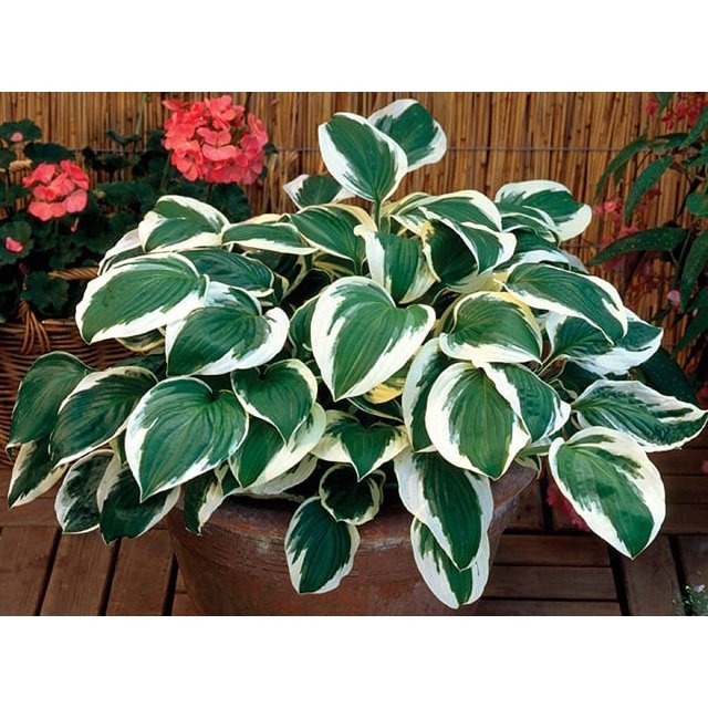 Hosta 'Patriot' -Plantain Lily- Live Starter Plant - Walmart.com