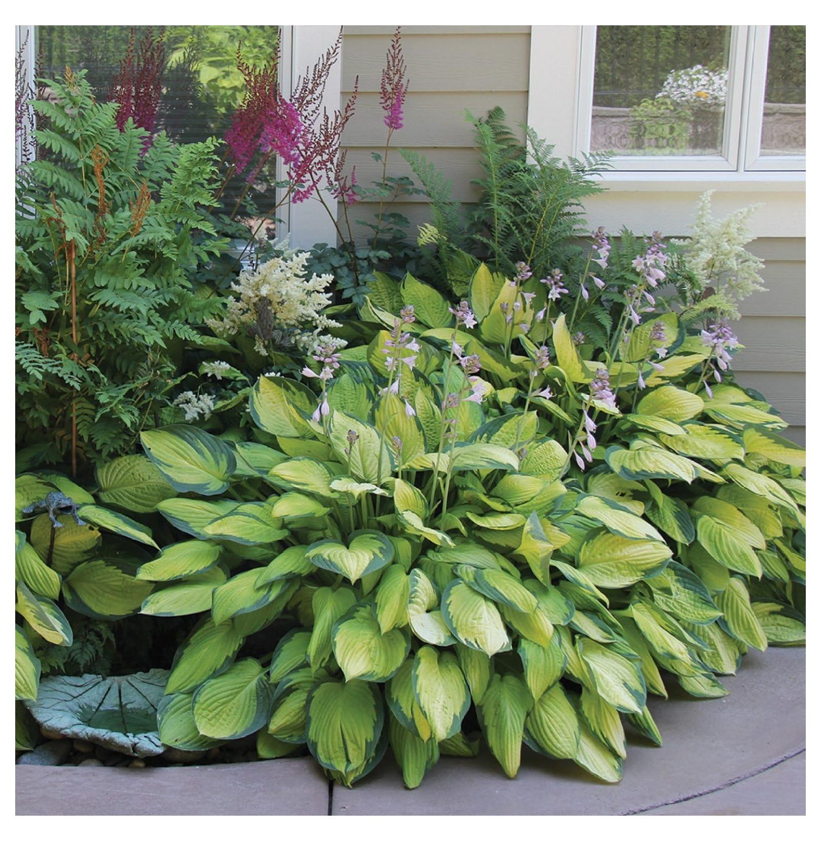 Hosta Perenial Mixed Bare Root Plans 9 Pack - Walmart.com