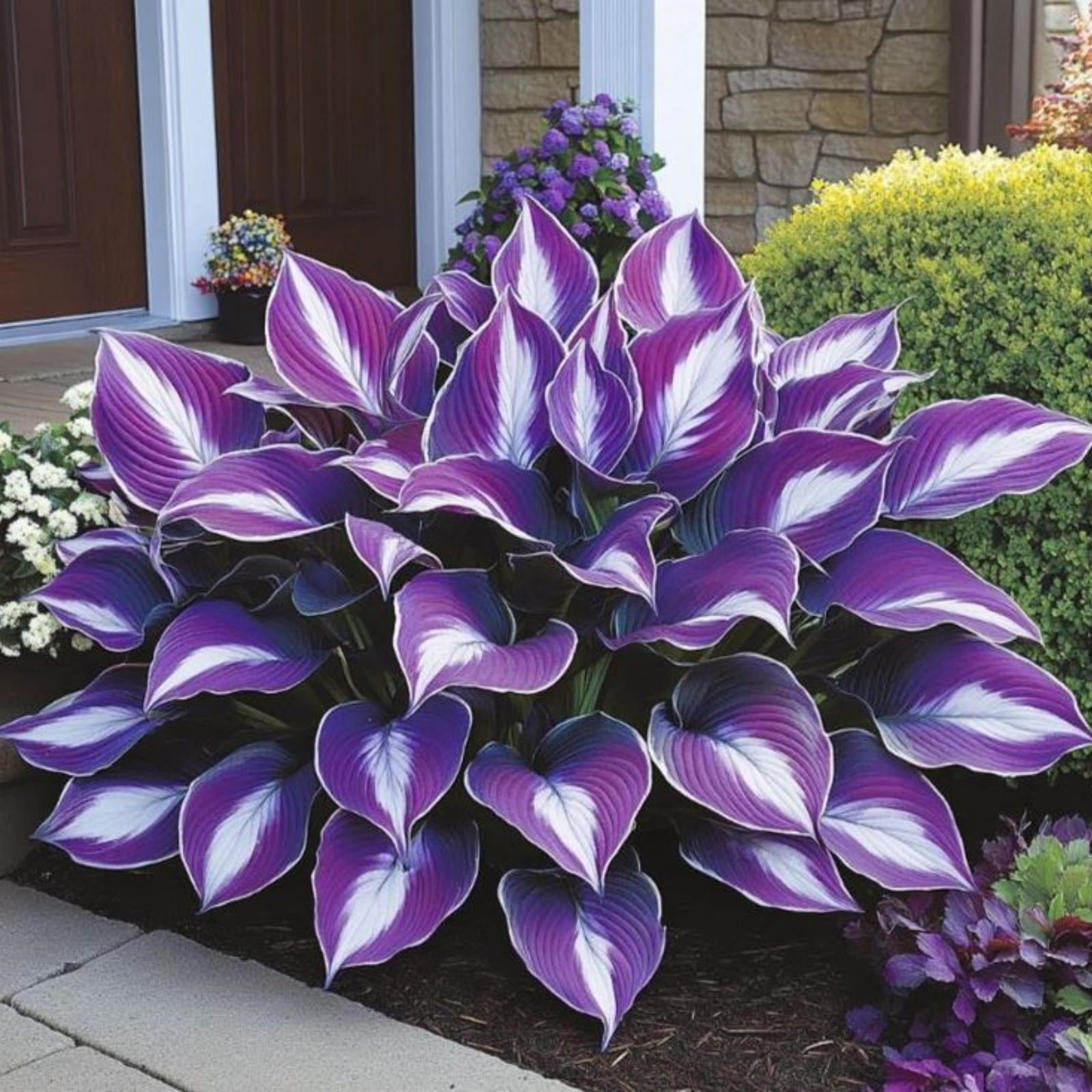 Hosta - Perfect for Borders - Stylish Potted Masterpieces, Striking ...