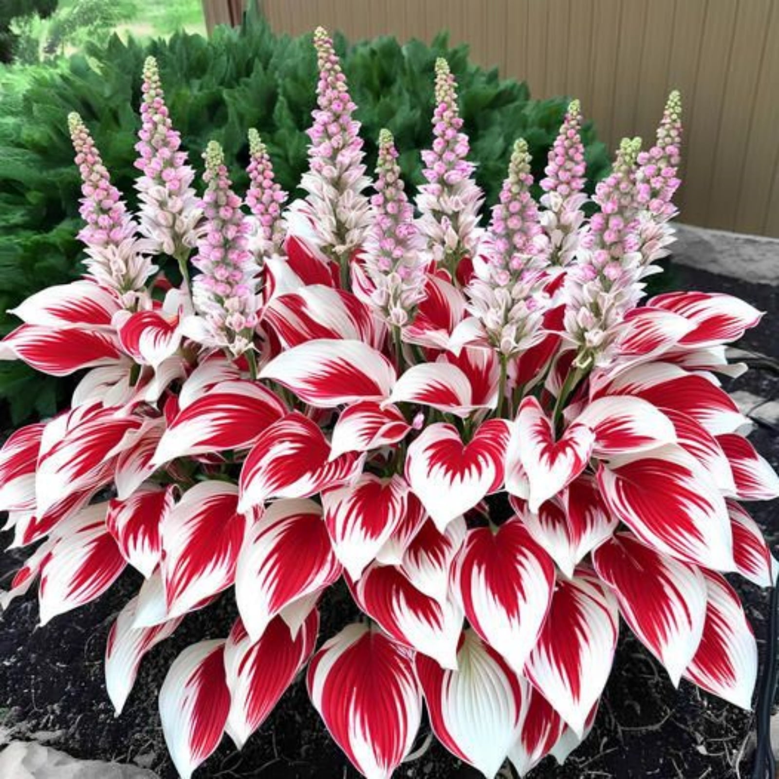 Hosta - Perfect for Borders - Stylish Potted Masterpieces, Striking ...