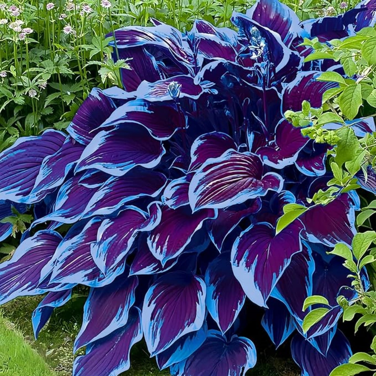 Hosta - Perfect for Borders - Stylish Potted Masterpieces, Striking ...