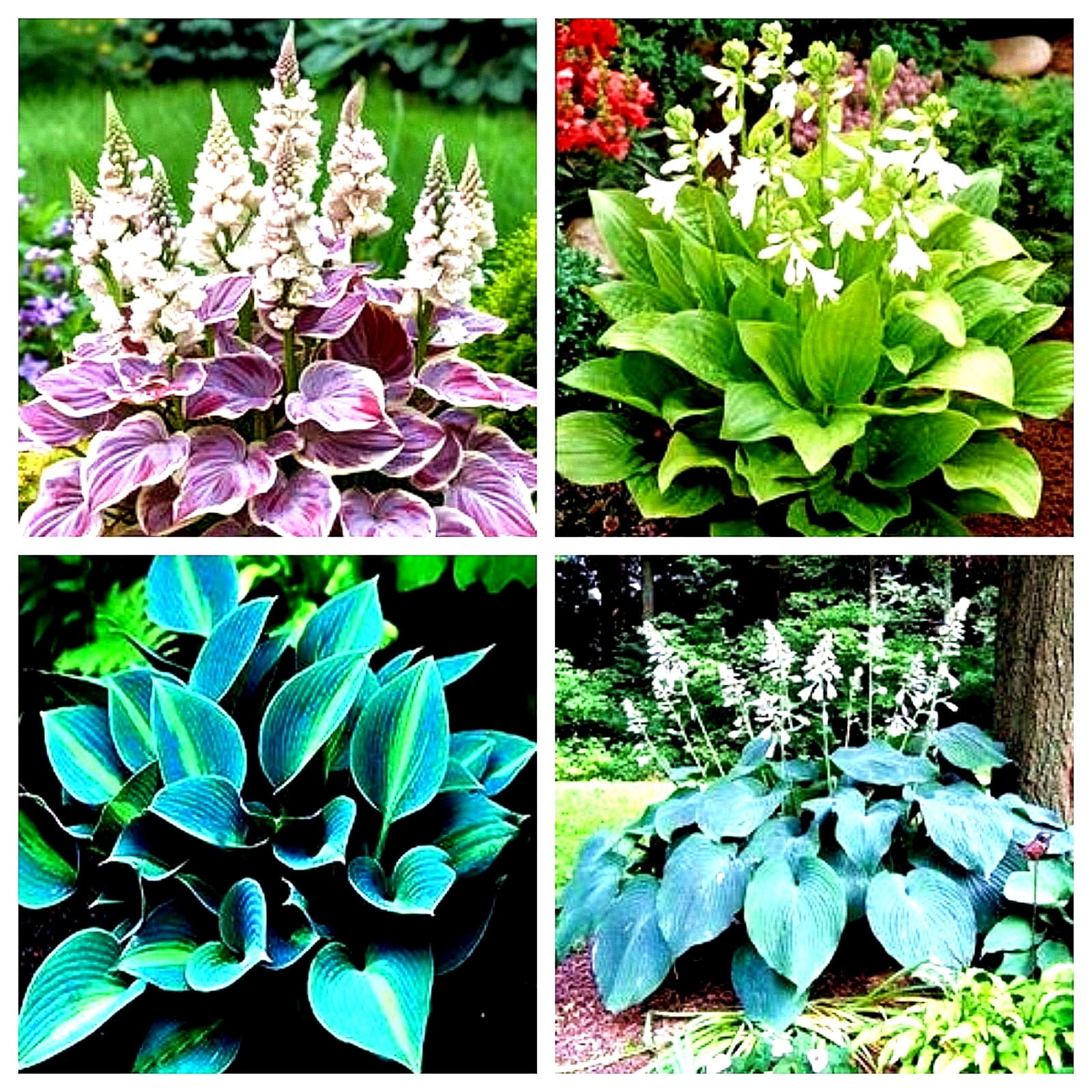 Hosta Plant Bulbs – Healthy, Low-Maintenance Perennials for Every ...