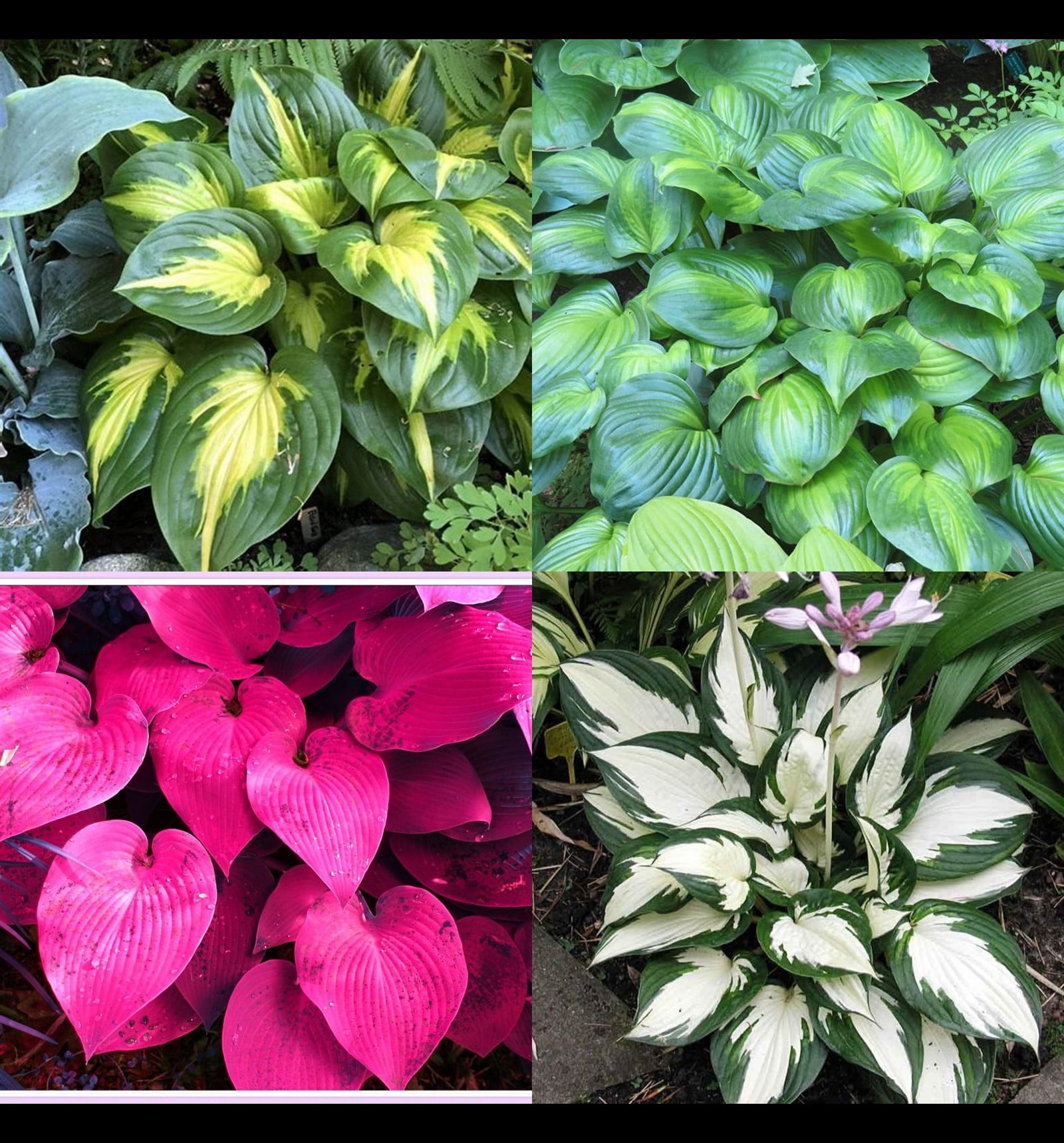 Hosta Planting Bulbs,Ornamental Experience,Garden,Perennial Herbs ...