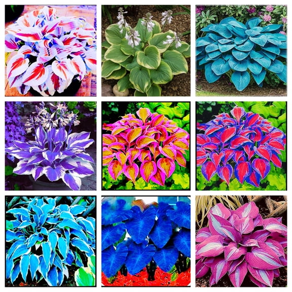 Heart-Shaped Hosta Plants - 3 Bare Roots - Green Foliage, Low ...
