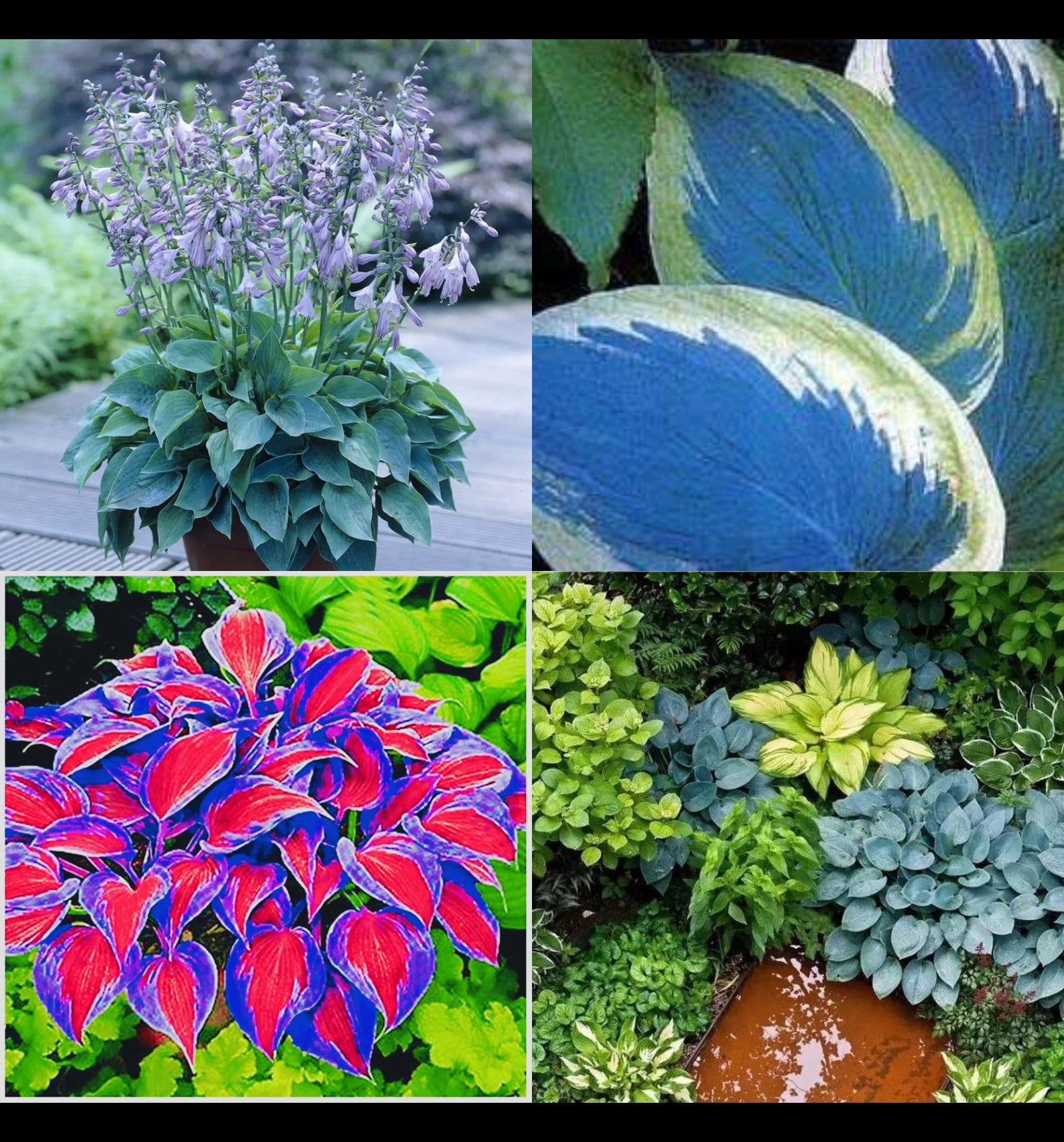Hosta Planting Bulbs,Perennial Herbs,Ornamental,Garden,Attractive ...