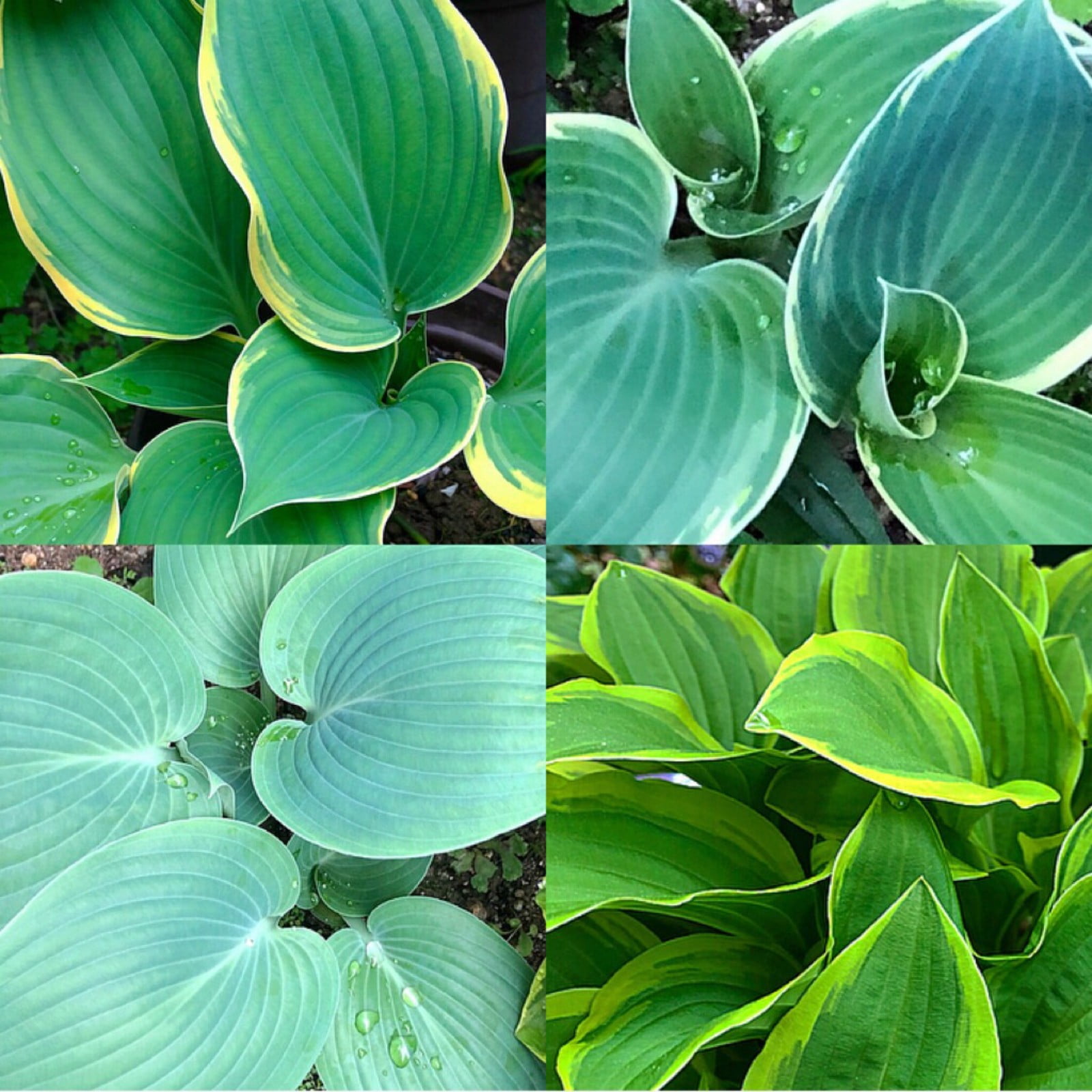 Hosta Plants Bulbs For Planting Perennial Beautify Environment Hosta ...