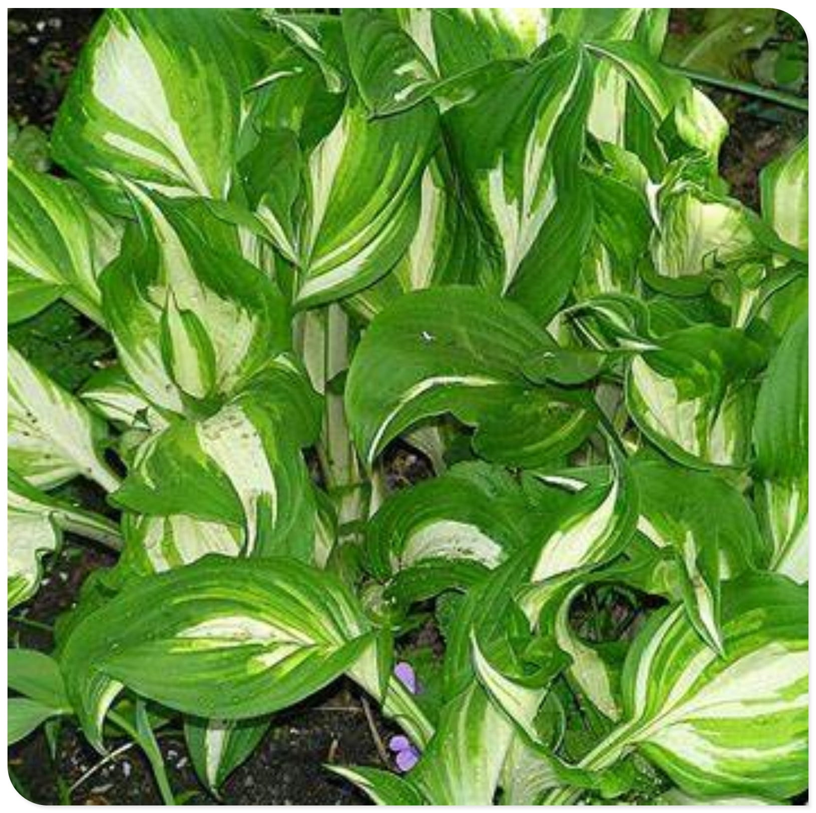 Hosta Plants Bulbs For Planting Perennial,Hosta Bulbs For Sale,Hosta ...