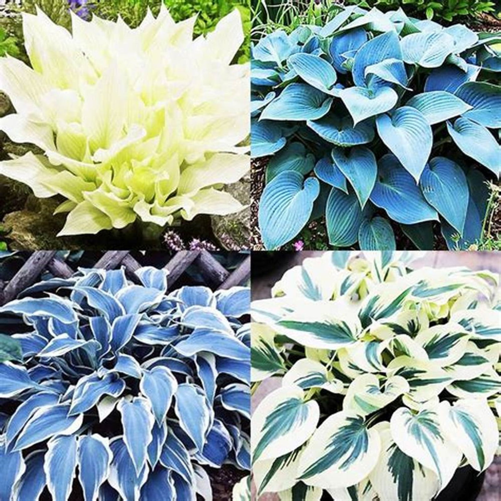 Hosta Plants Bulbs For Planting Perennial Large Outdoor Plants Beautify ...