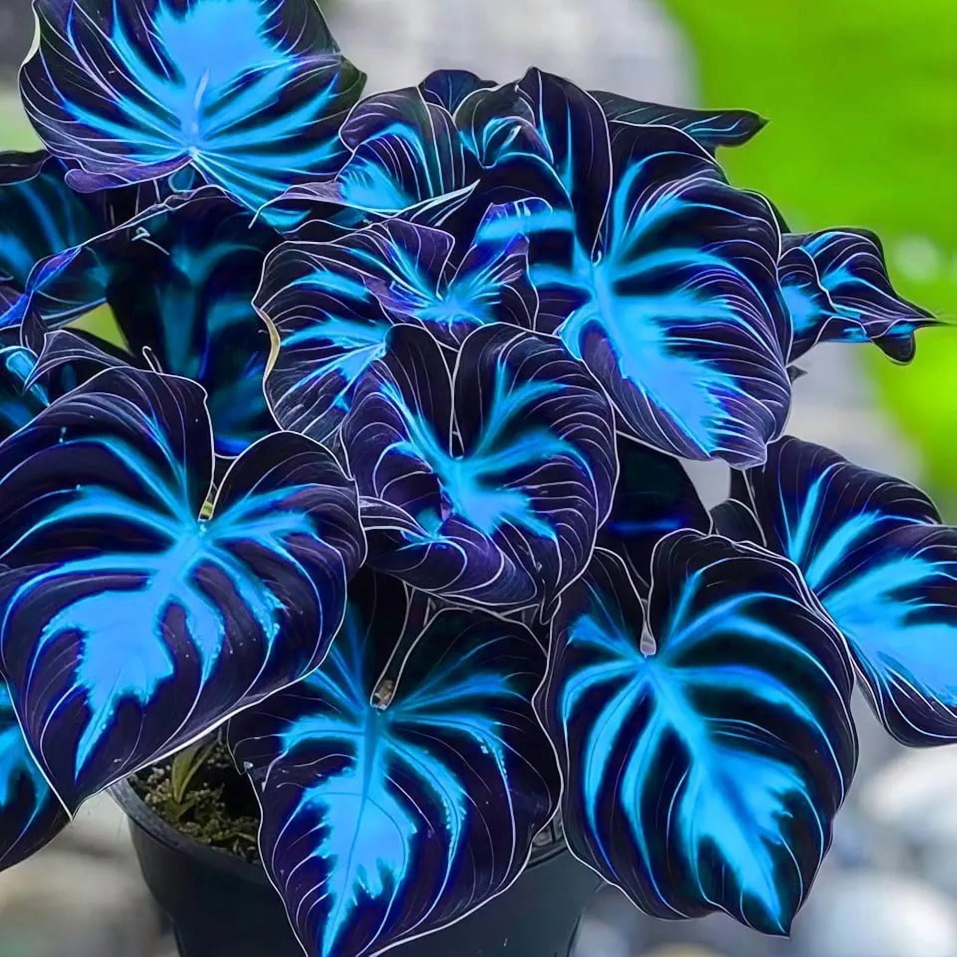 Hosta-Plants-Bulbs For Planting-for Gardening and Planting- Garden ...