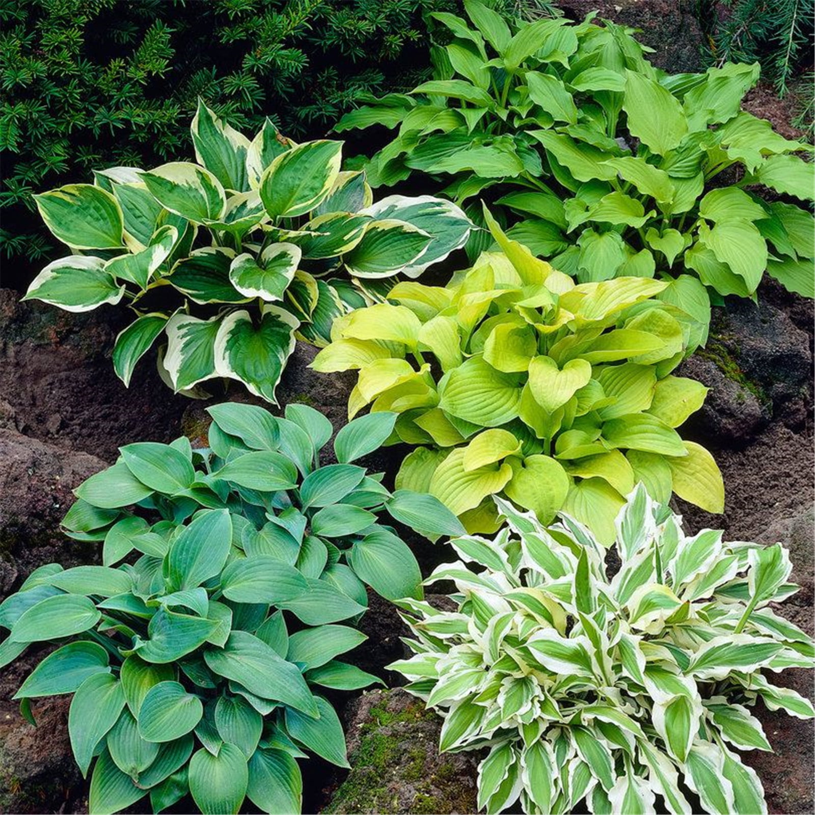 Hosta Plants Bulbs,Hosta Bulbs Mixed Value Pack Macetas fáciles de ...