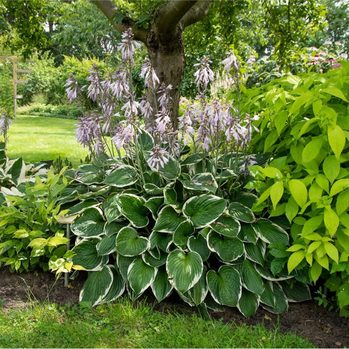 Hosta Plants For Sale ,Hosta Plants,Perennial,Hosta Bulbs,Hosta Rhizome ...