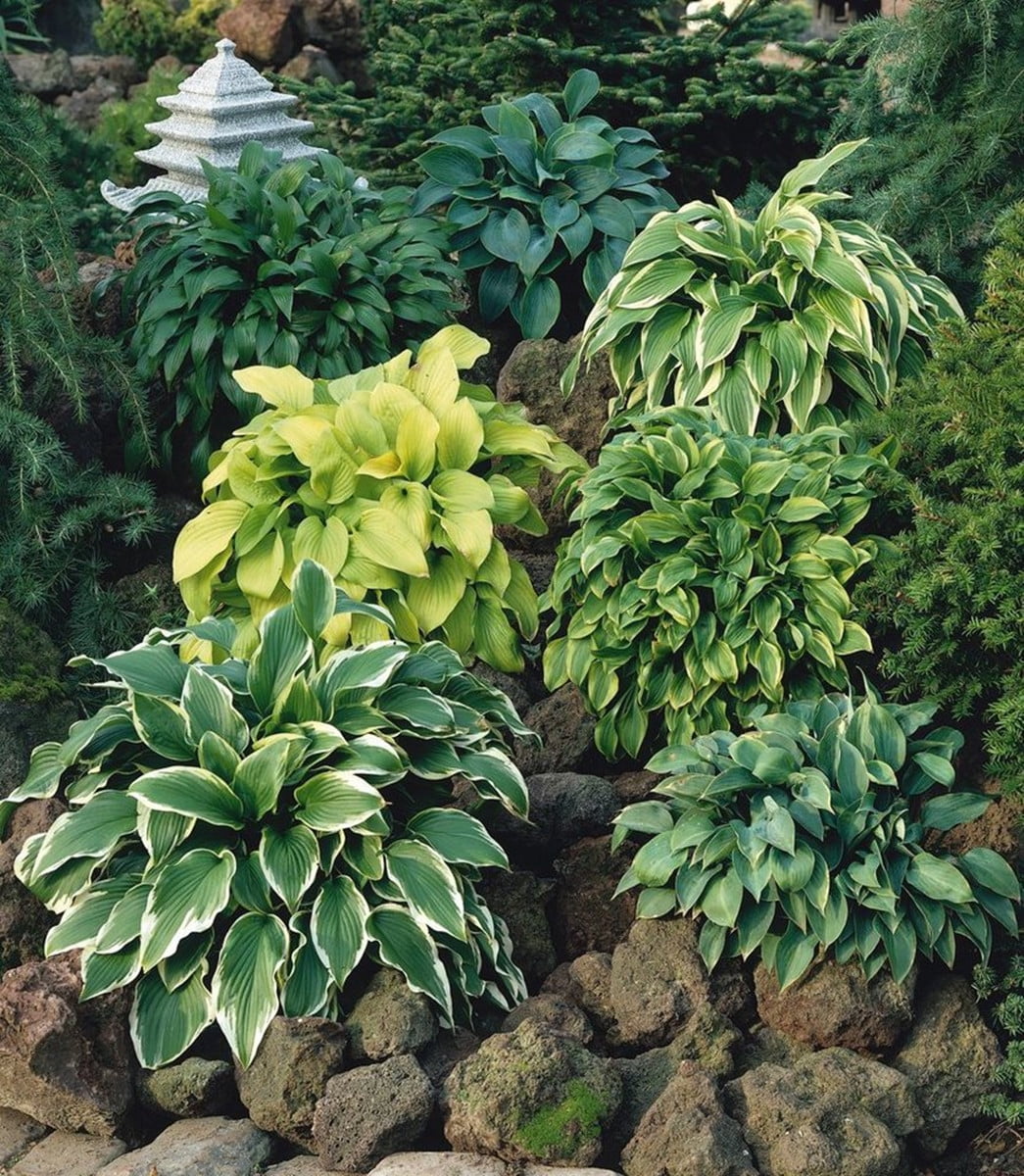 Hosta Plants For Sale ,Hosta Plants,Perennial,Hosta Bulbs,Hosta Rhizome ...