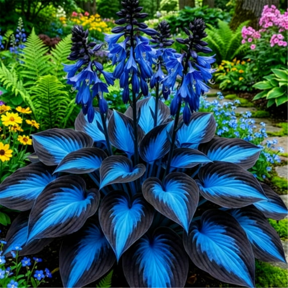 Hosta Plants Hosta Collection Bulbs Ornamental Hard-Simple planting ...