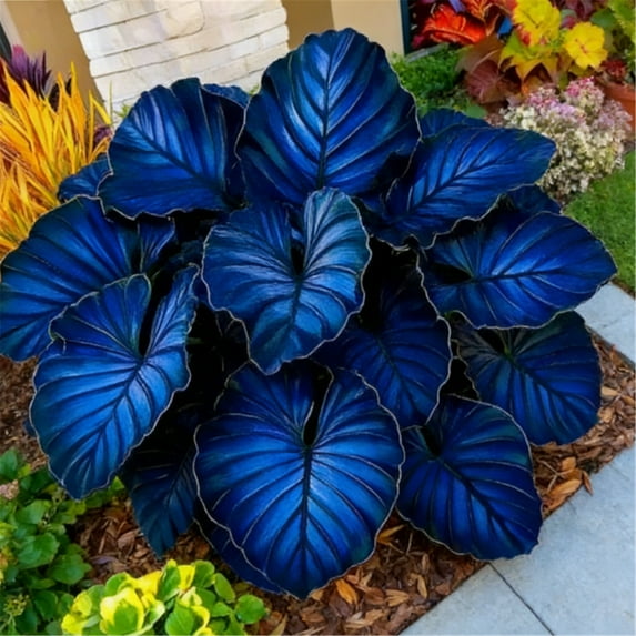 Hosta Plants Hosta Collection Bulbs Ornamental Hard-Simple planting ...