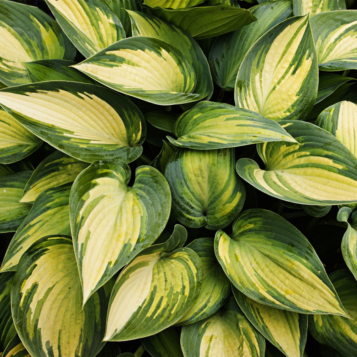 Hosta Plants,Perennial,Hosta Bulbs,Hosta Rhizome,Hosta Plants For Sale ...