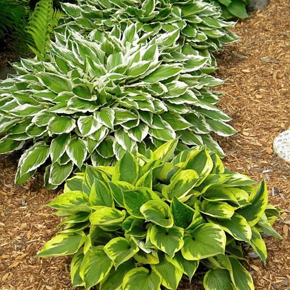 Hosta Plants,Perennial,Hosta Bulbs,Hosta Rhizome,Hosta Plants For Sale ...