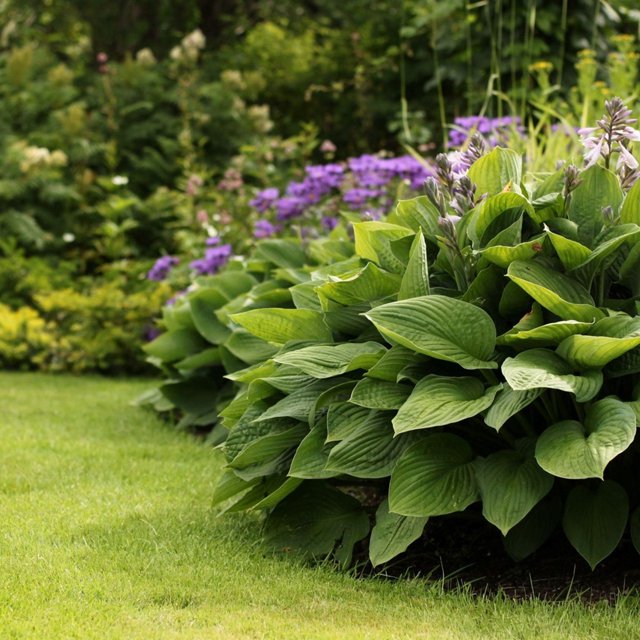 Hosta Plants,Perennial,Hosta Bulbs,Hosta Rhizome,Hosta Plants For Sale ...