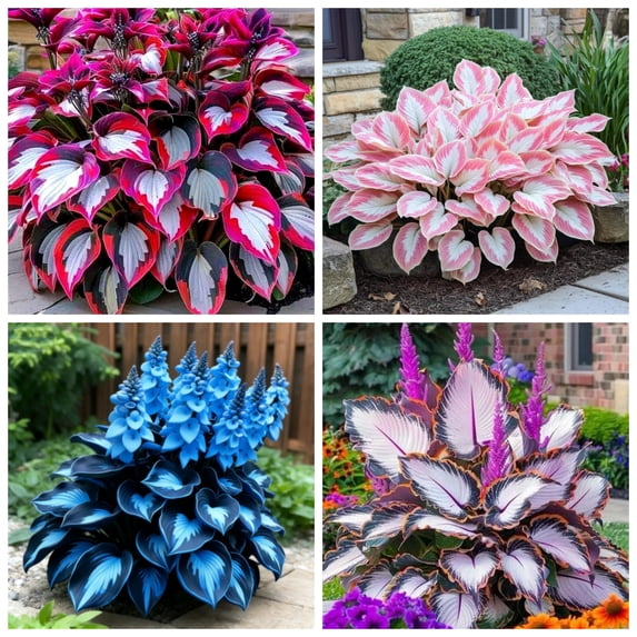 Hosta-Plants-for-Home-Gardening-Hosta-Bulbs-for-Planting-Assorted ...