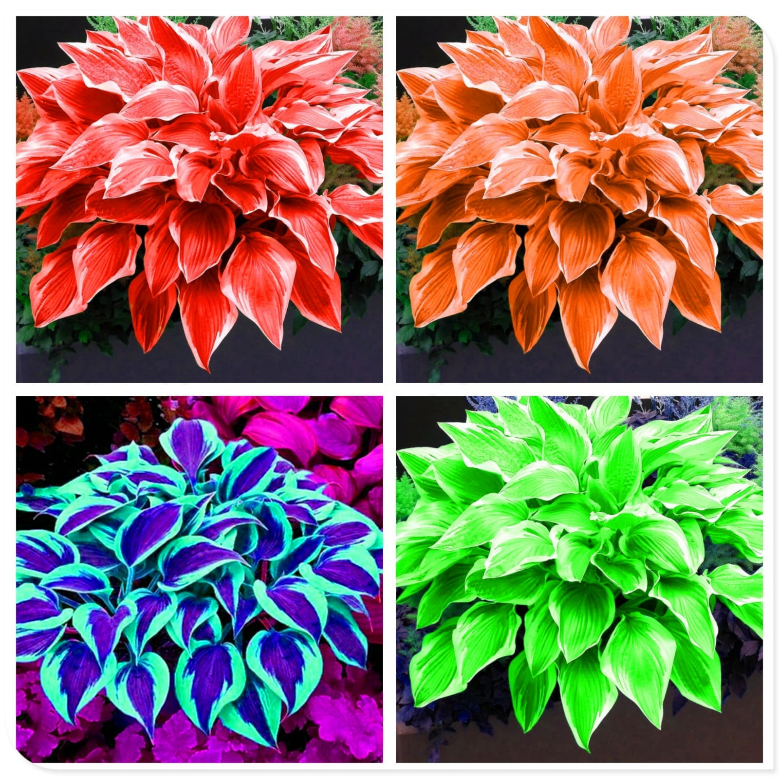 Hosta. Quick germination and vigorous growth - Walmart.com