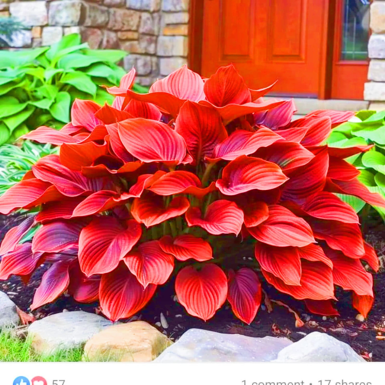 Hosta-Rapid growth Brilliant Garden Home Decoration-Hosta Professional ...