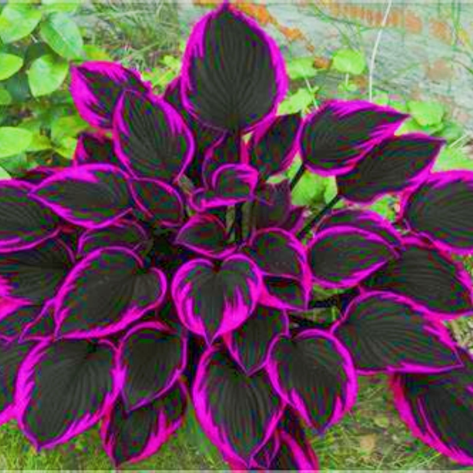 Hosta-Rapid growth Brilliant Garden Home Decoration-Hosta Professional ...