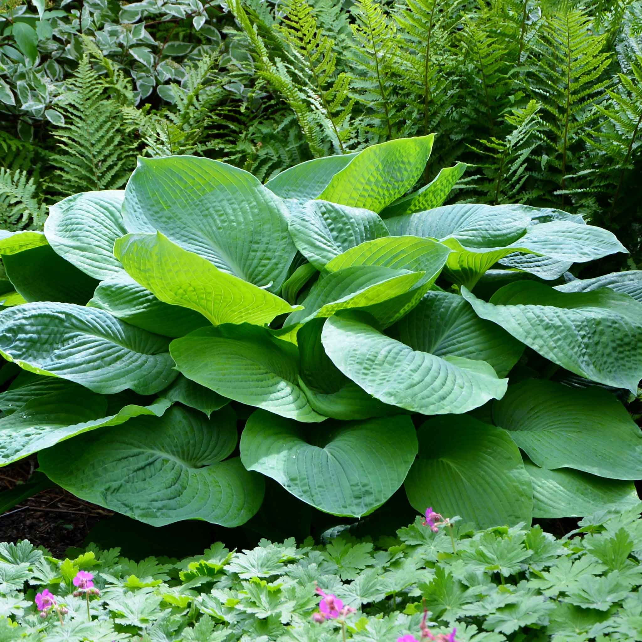 Hosta Roots - Giant Jurassic Garden - 2 Roots - Green Flower Bulbs ...