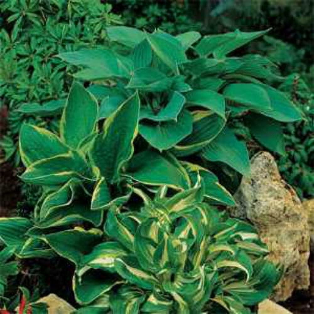 Hosta Seeds - Hosta Elegans American Mix Flower Seed - 100 Seeds ...