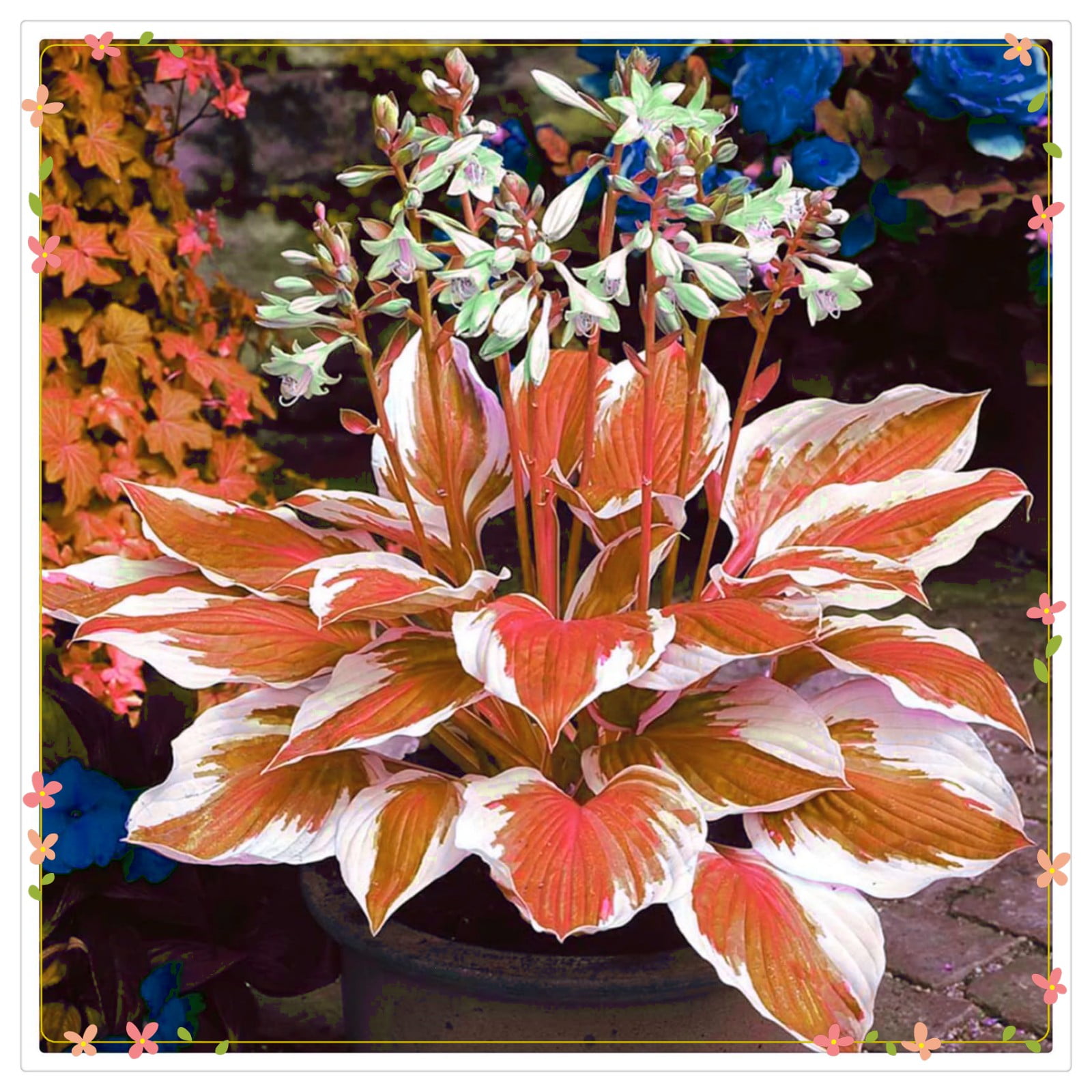 Hosta Tropical Plants Gift for Plant Enthusiasts Highly Adaptable ...