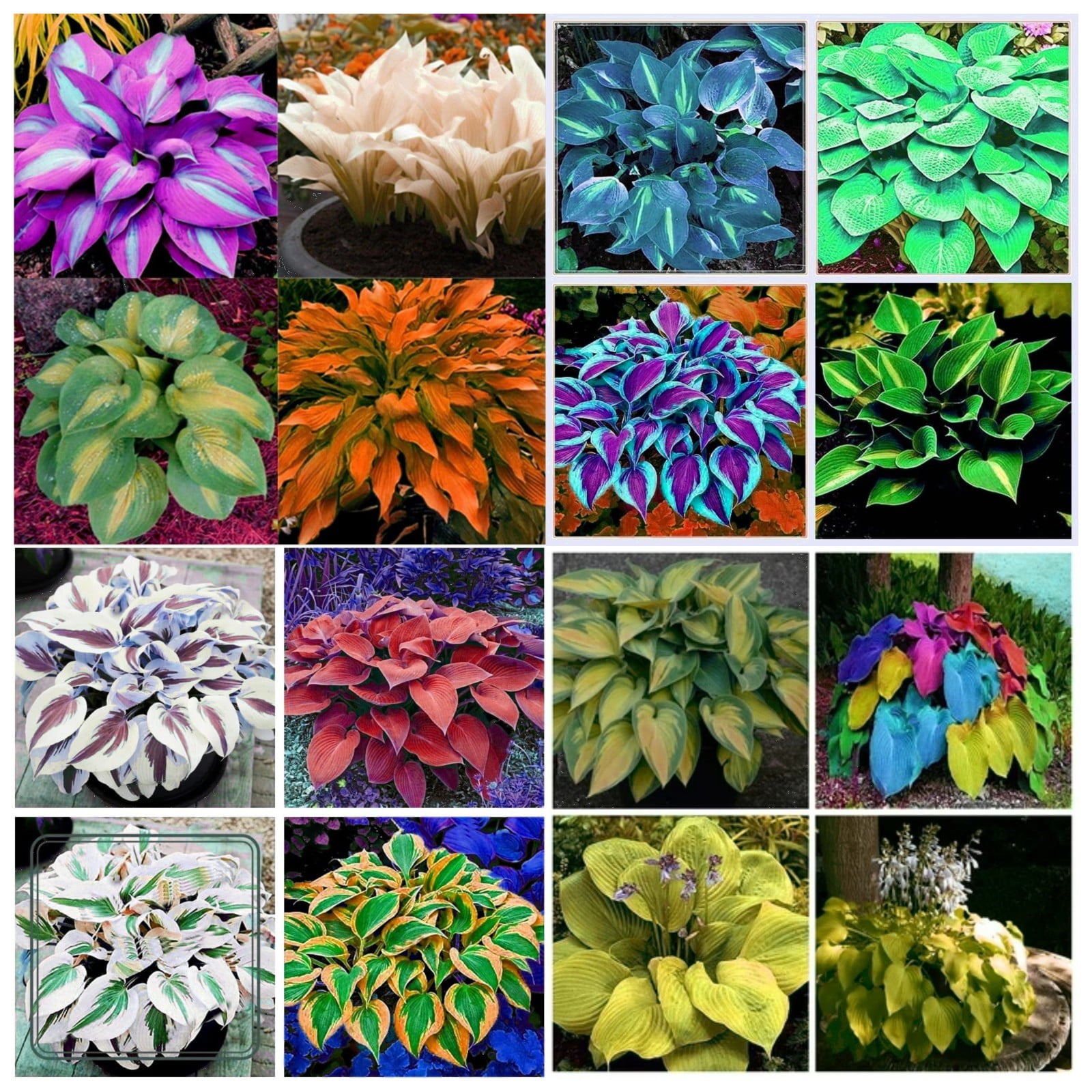 Hosta Tropical Plants Gift for Plant Enthusiasts Highly Adaptable ...