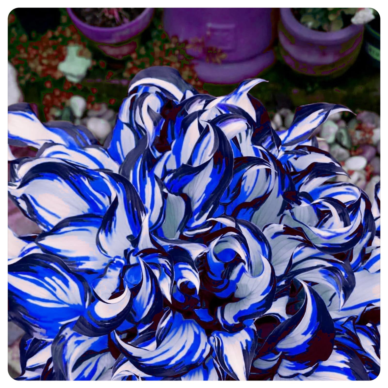 Hosta Tropical Plants Gift for Plant Enthusiasts Highly Adaptable Suitable for All Seasons ...