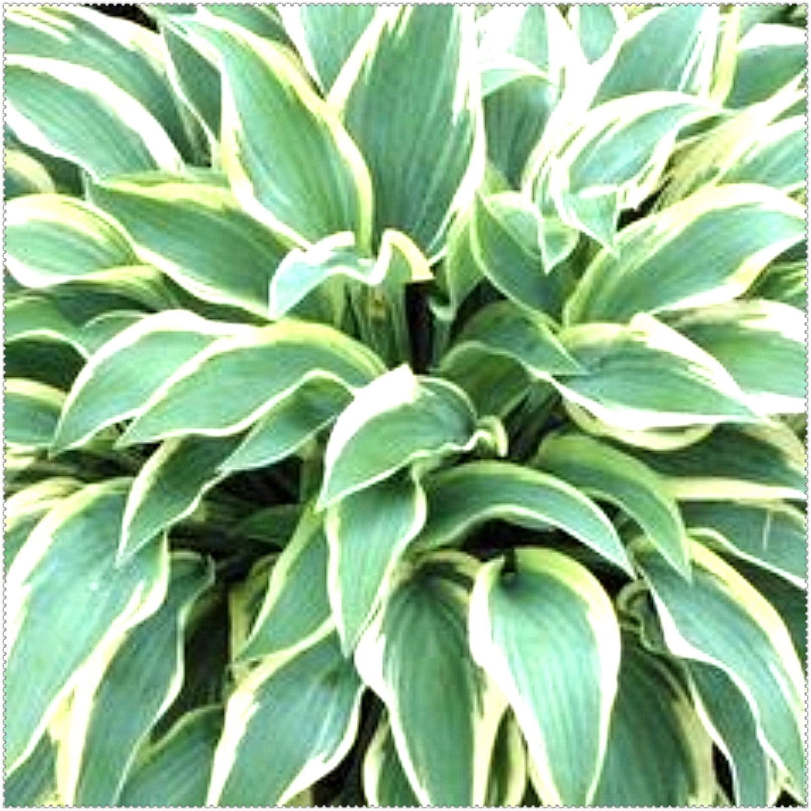 Hosta, a four-season landscape herb, suitable for corner layout of ...